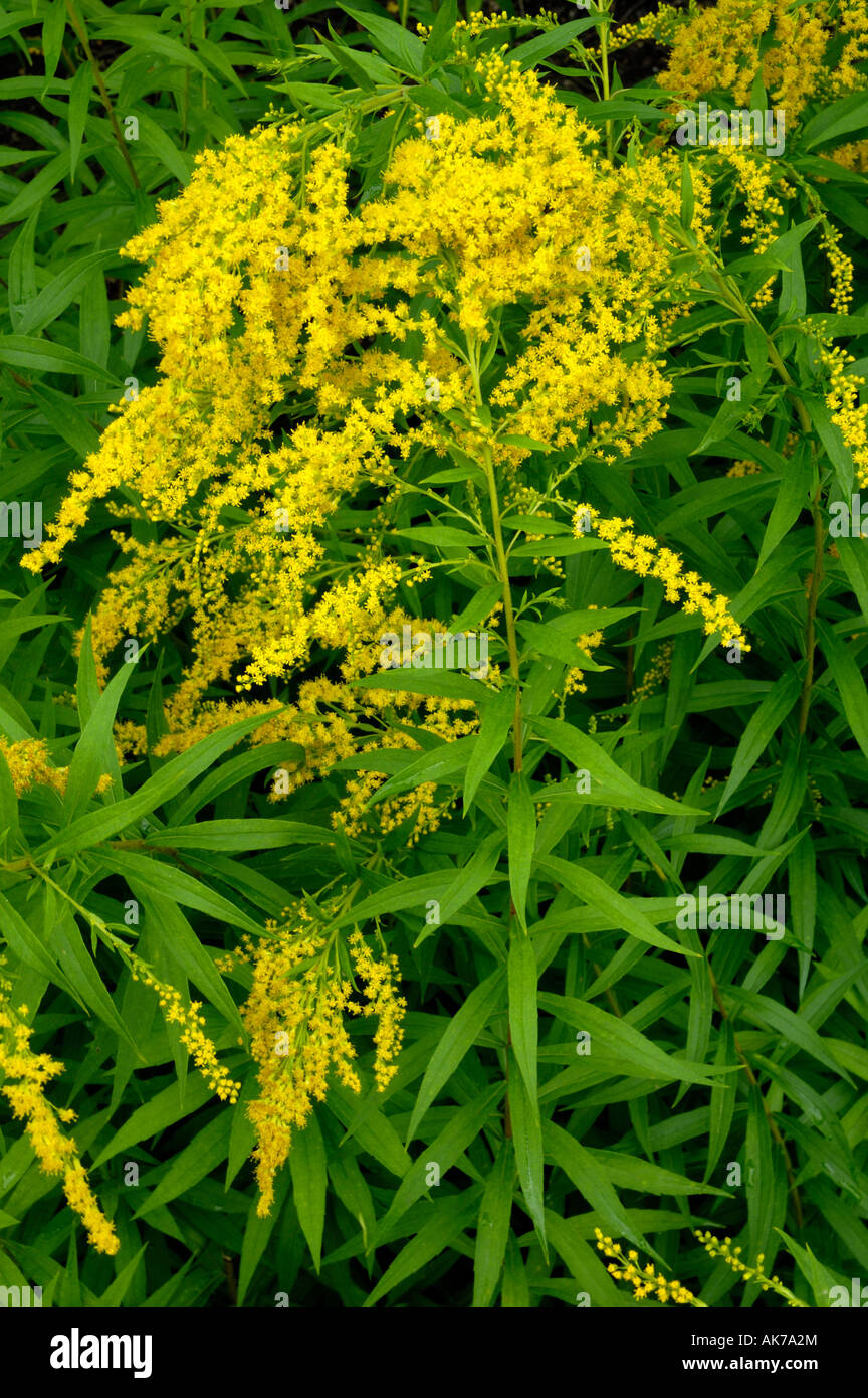 Canadian golden rod solidago canadensis hi-res stock photography and ...
