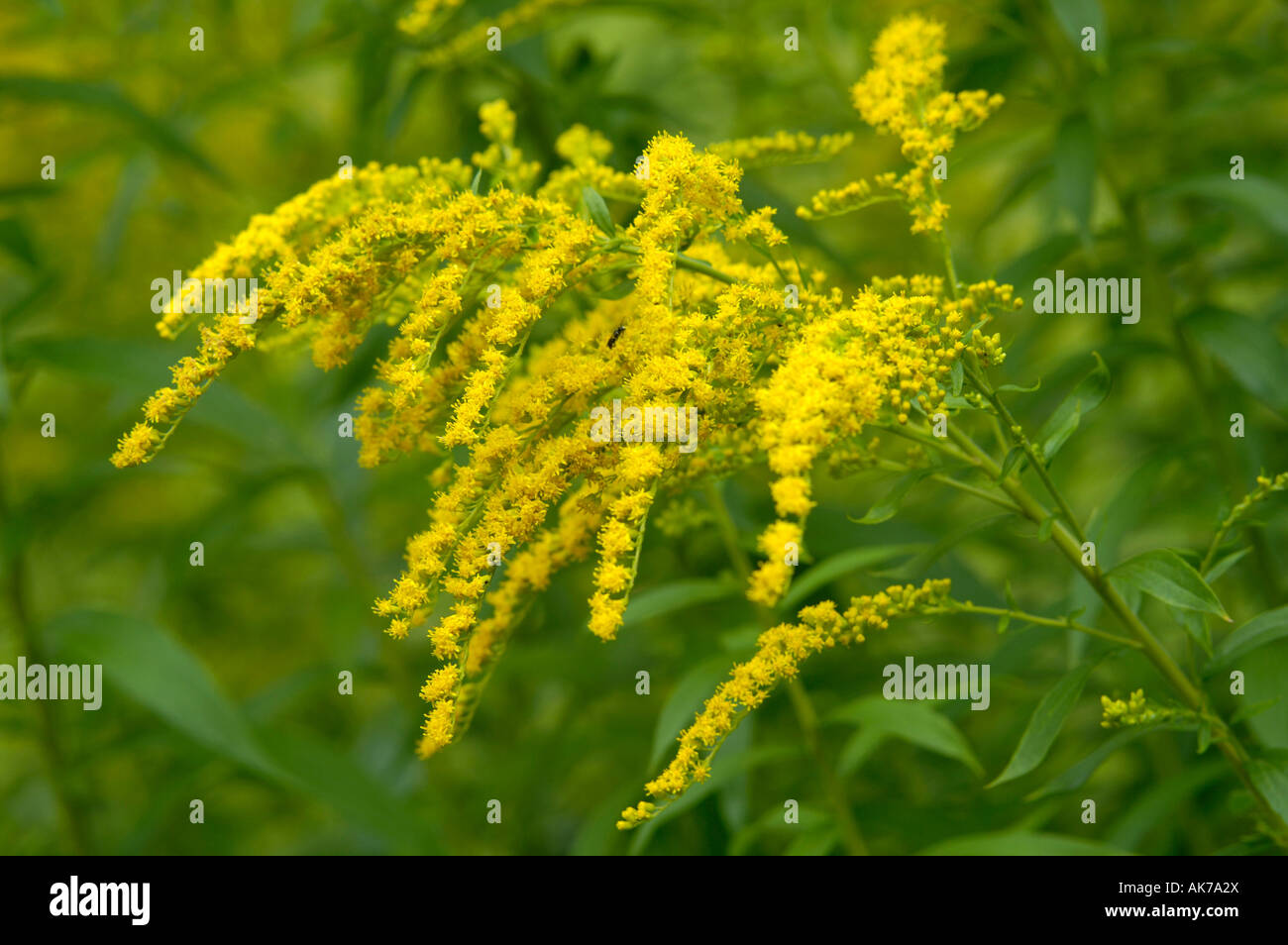 Canadian golden rod hi-res stock photography and images - Alamy