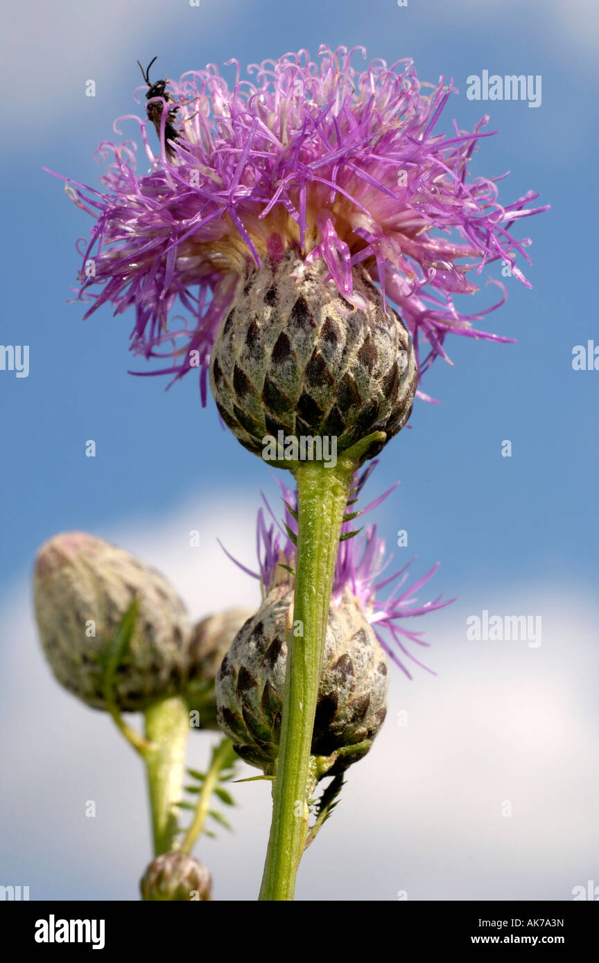 Saw wort serratula tinctoria hi-res stock photography and images - Alamy