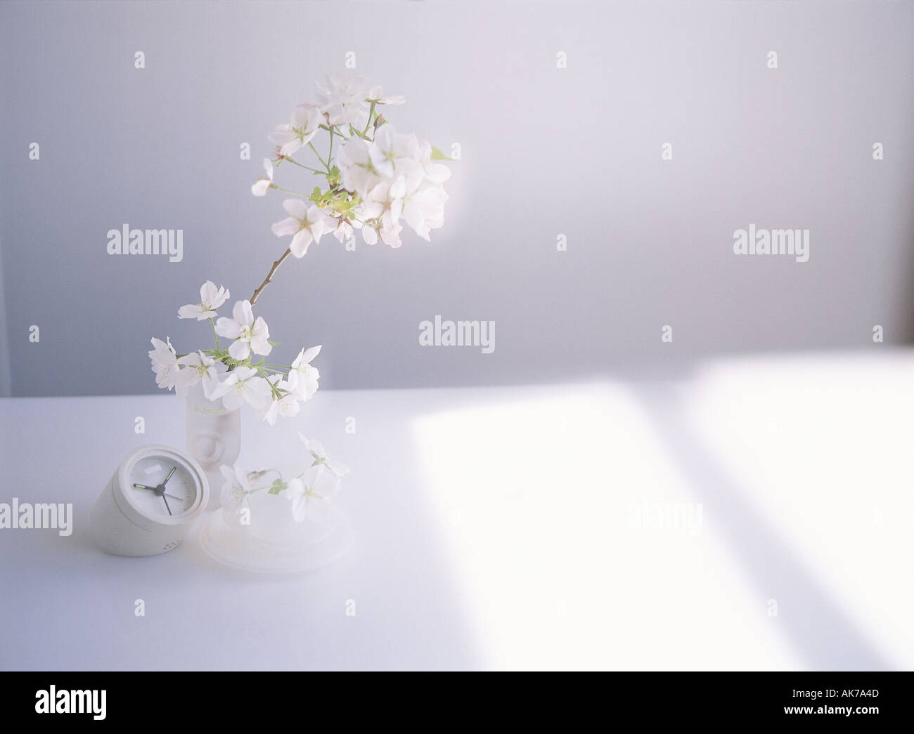 Cherry blossom clock Stock Photo - Alamy