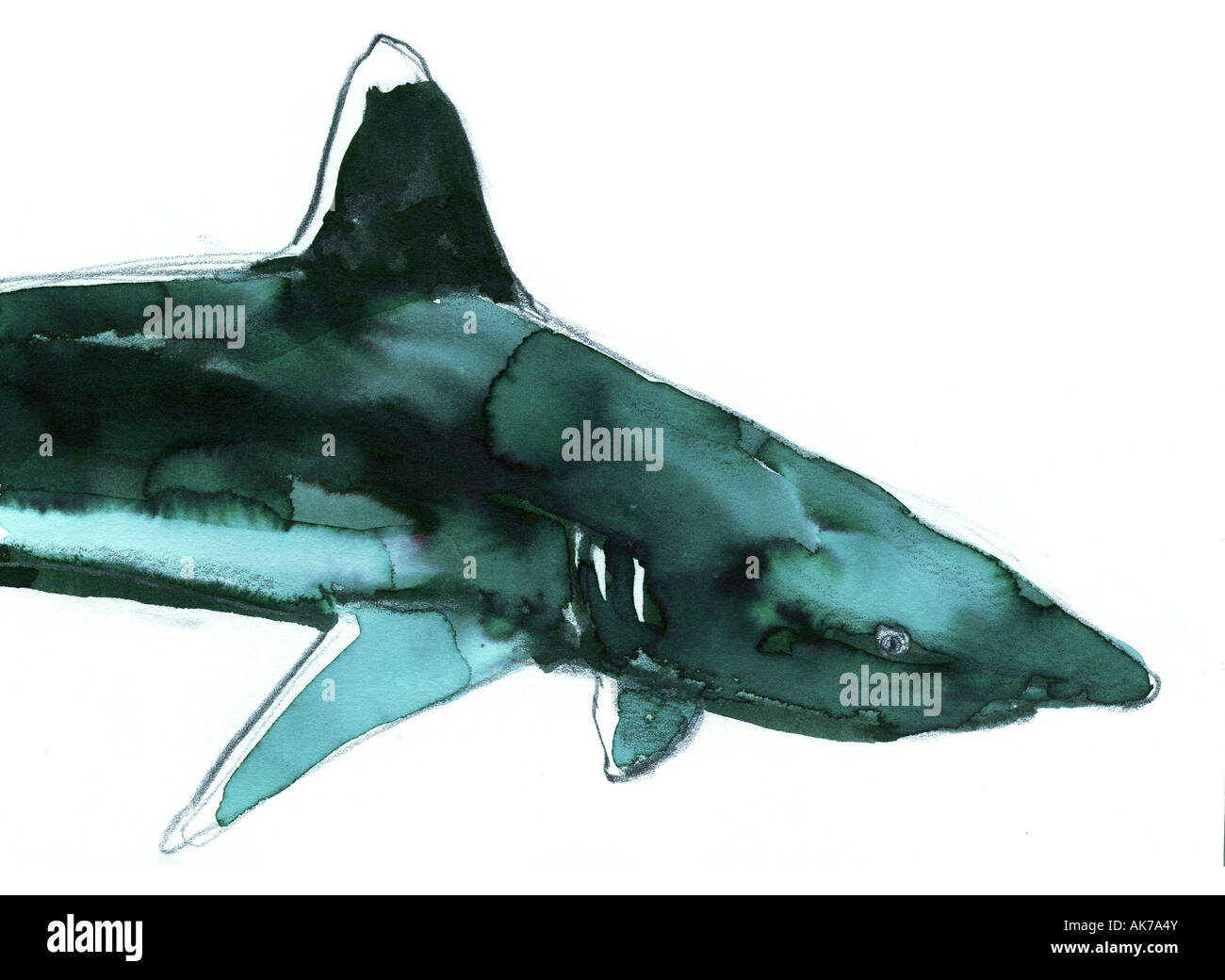 Shark Swimming, Mammal Stock Photo - Alamy
