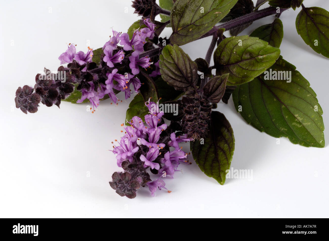 African blue basil hi-res stock photography and images - Alamy