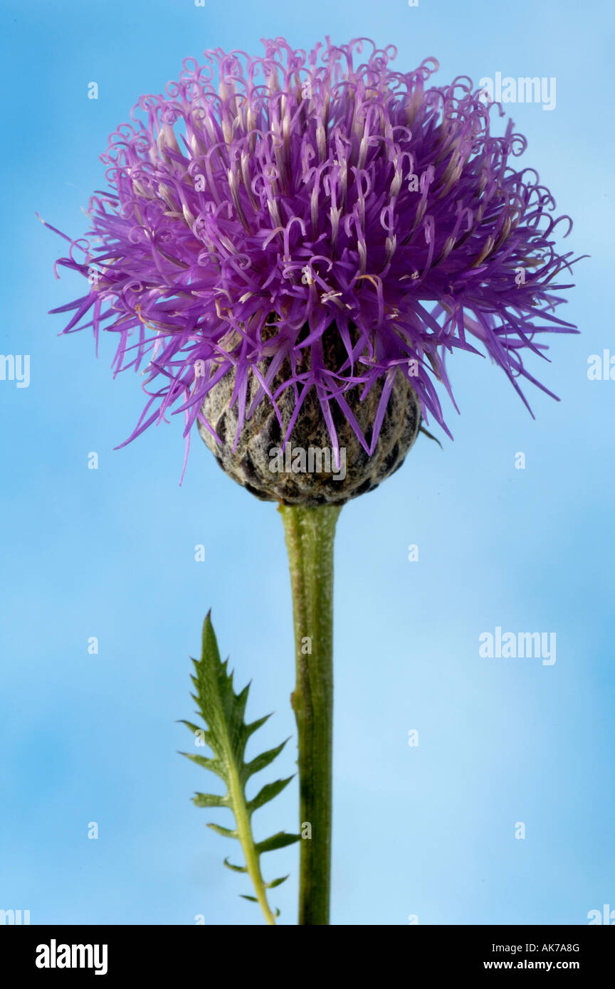 Saw Wort Serratula Tinctoria High Resolution Stock Photography and ...