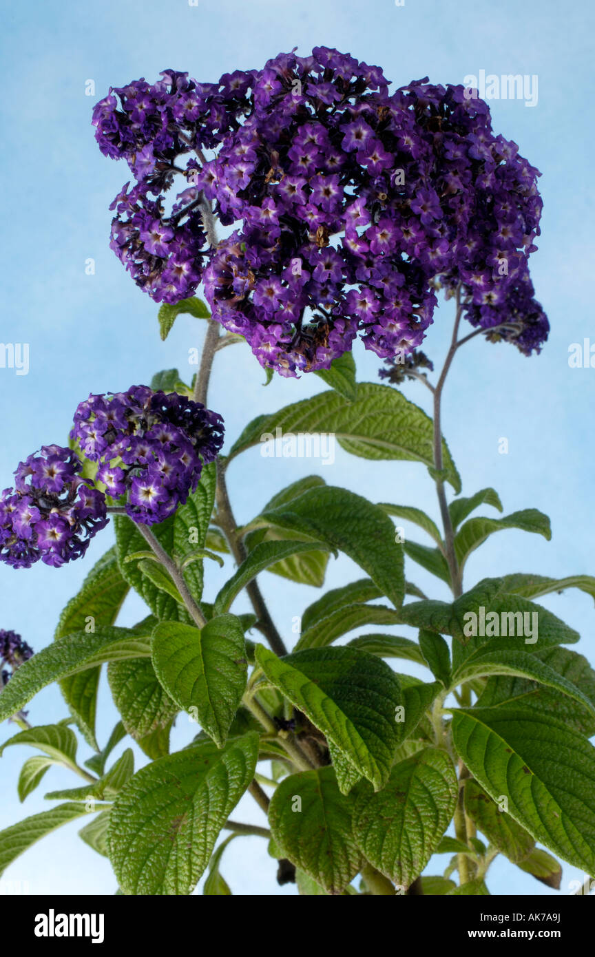 Heliotrope hi-res stock photography and images - Alamy