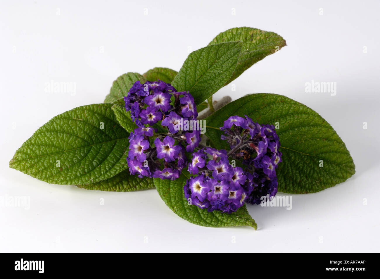 Heliotrope hi-res stock photography and images - Alamy