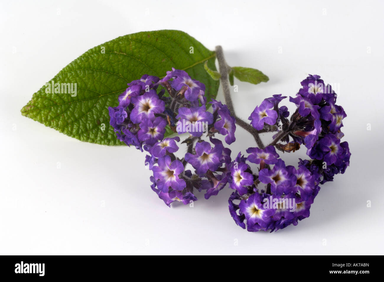 Heliotrope hi-res stock photography and images - Alamy