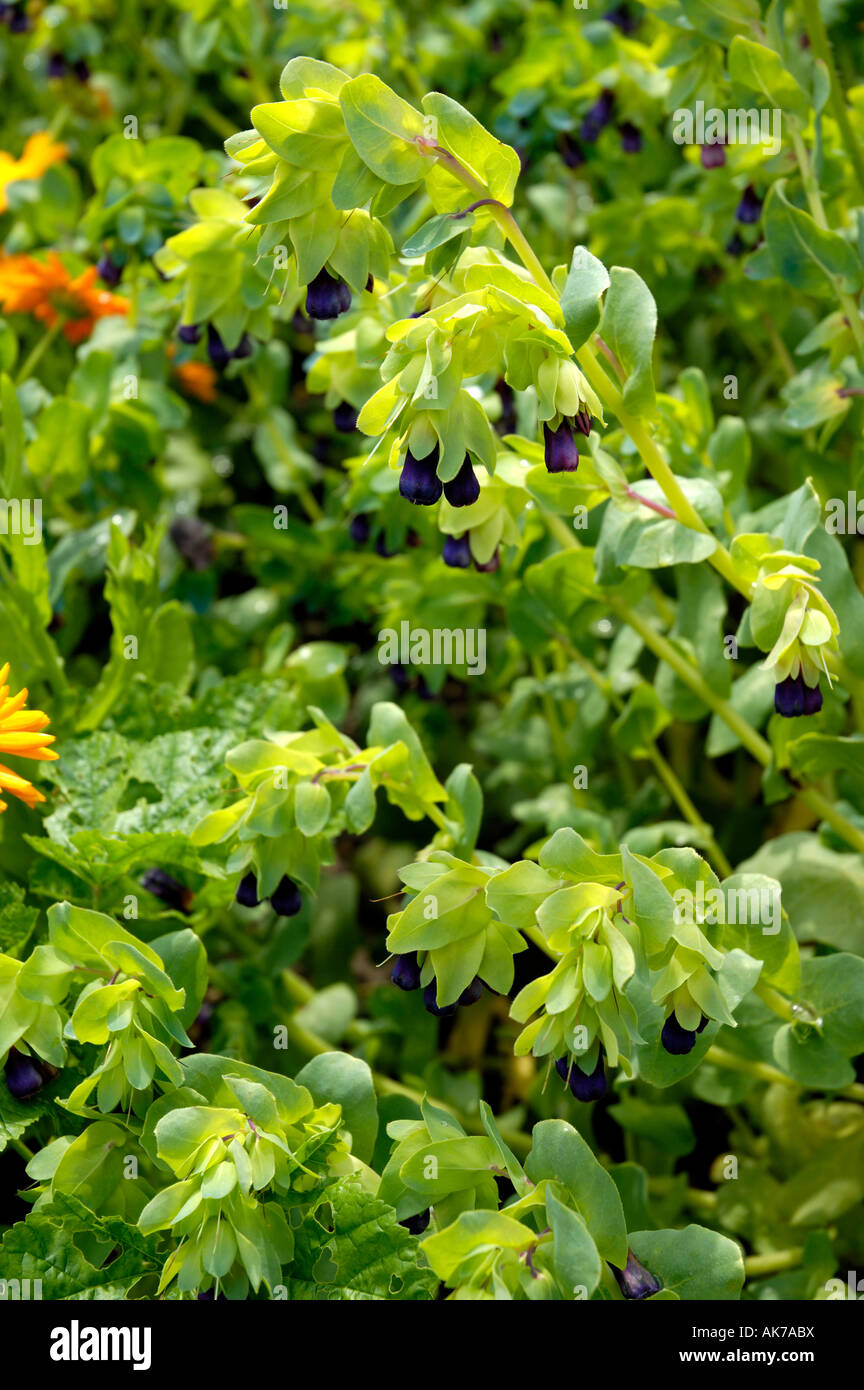 Blue Shrimp Plant Stock Photos & Blue Shrimp Plant Stock Images - Alamy