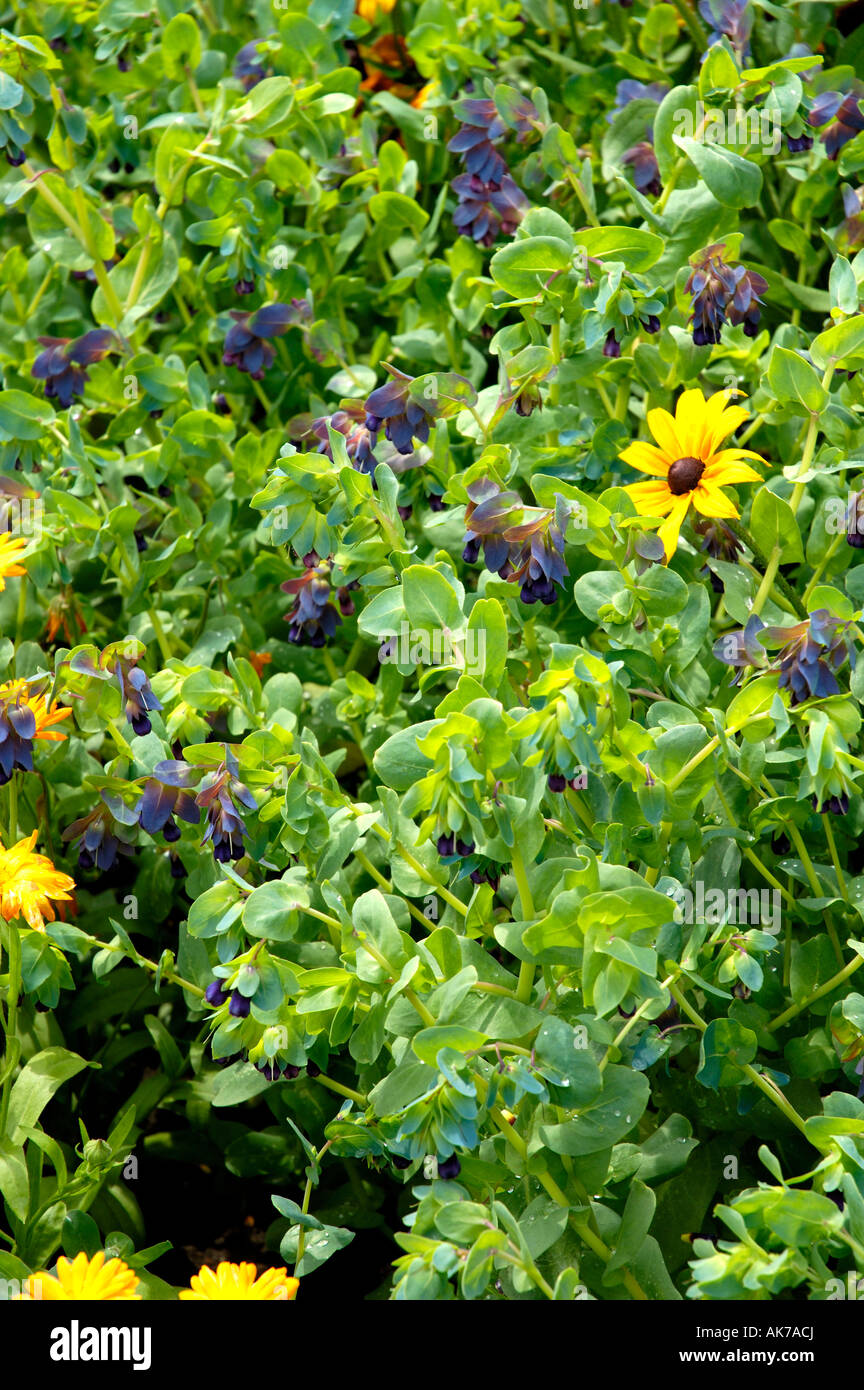 Blue Shrimp Plant Stock Photo - Alamy