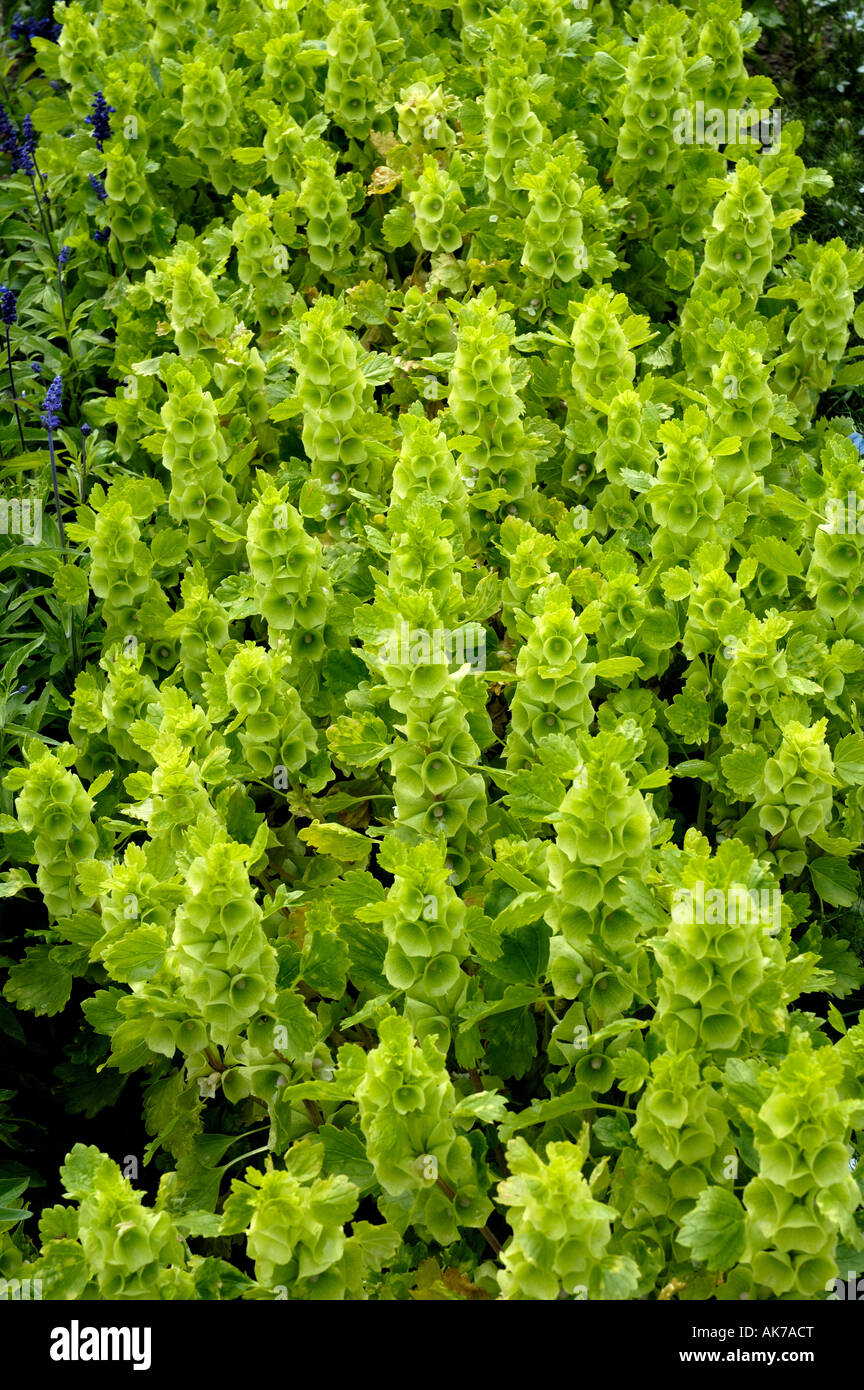 Bells of Ireland Stock Photo - Alamy