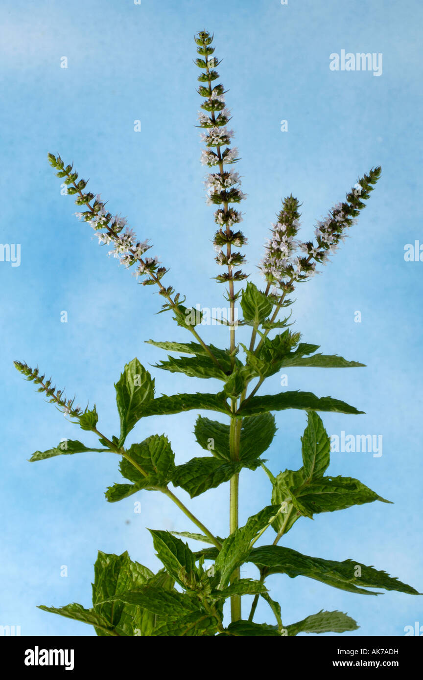 Hemingway mint mentha nemorosa hi-res stock photography and images - Alamy