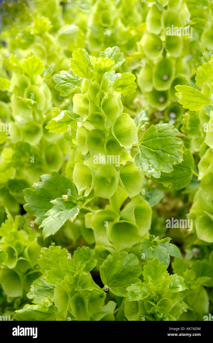 Bells of Ireland Stock Photo - Alamy