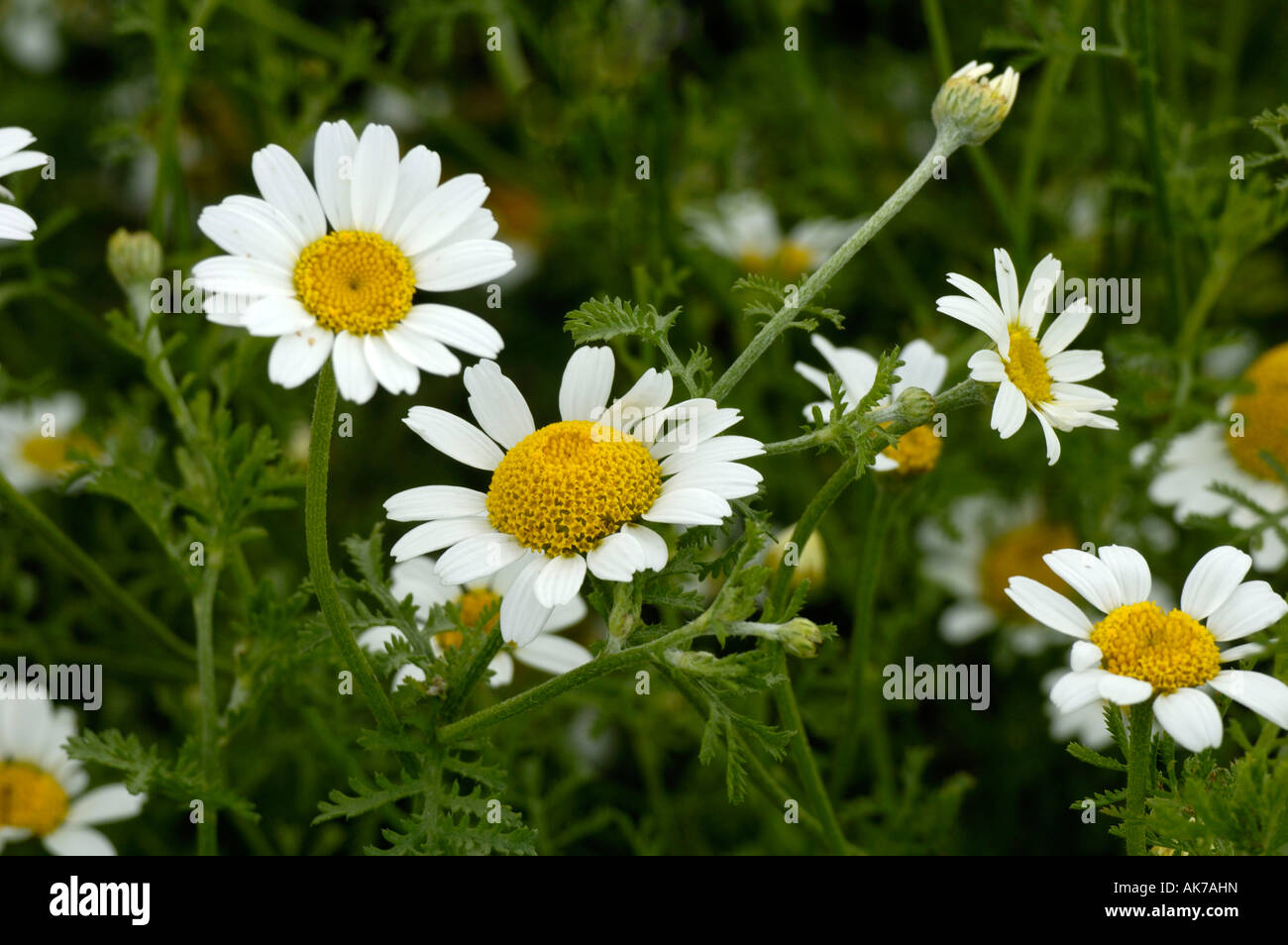 Anthemis Austriaca High Resolution Stock Photography and Images - Alamy