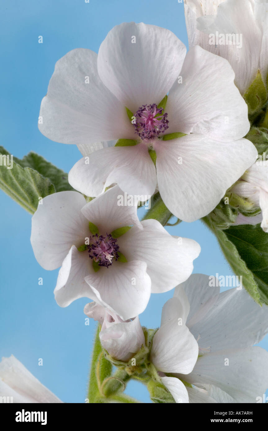 Common Marshmallow / White Mallow Stock Photo - Alamy