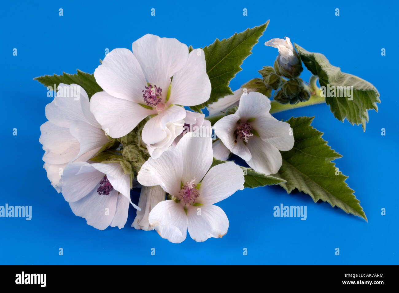 Common Marshmallow / White Mallow Stock Photo - Alamy