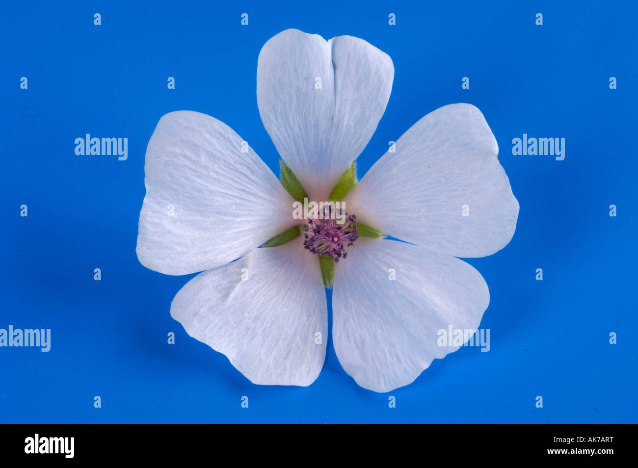Common Marshmallow / White Mallow Stock Photo - Alamy