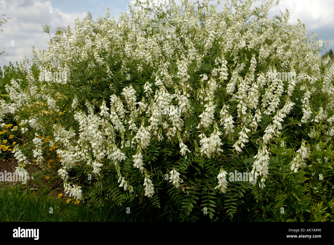 Goats rue hi-res stock photography and images - Alamy