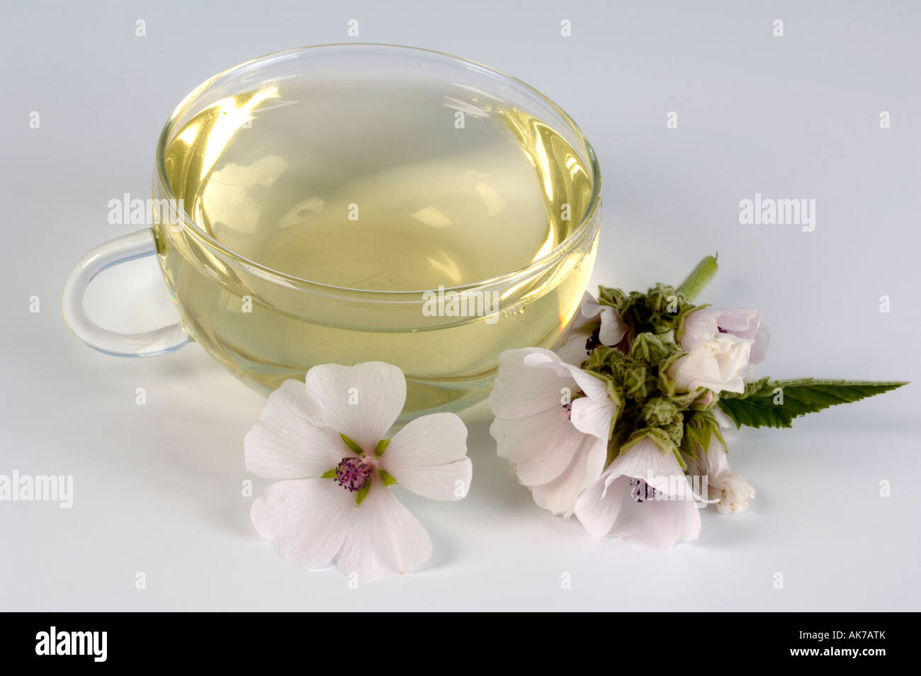 Common Marshmallow / White Mallow Stock Photo - Alamy