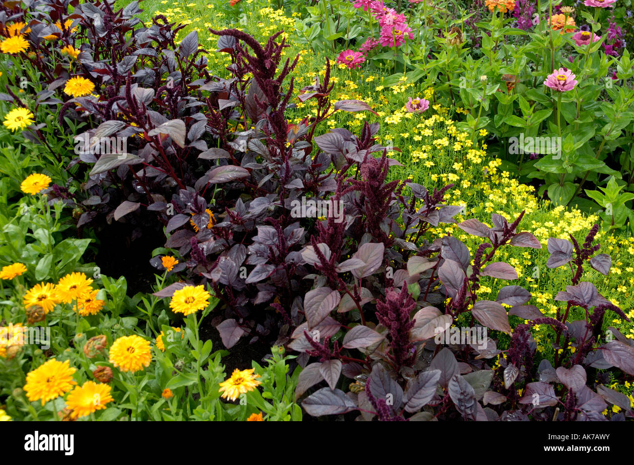 Amaranth / Pigweed Stock Photo - Alamy