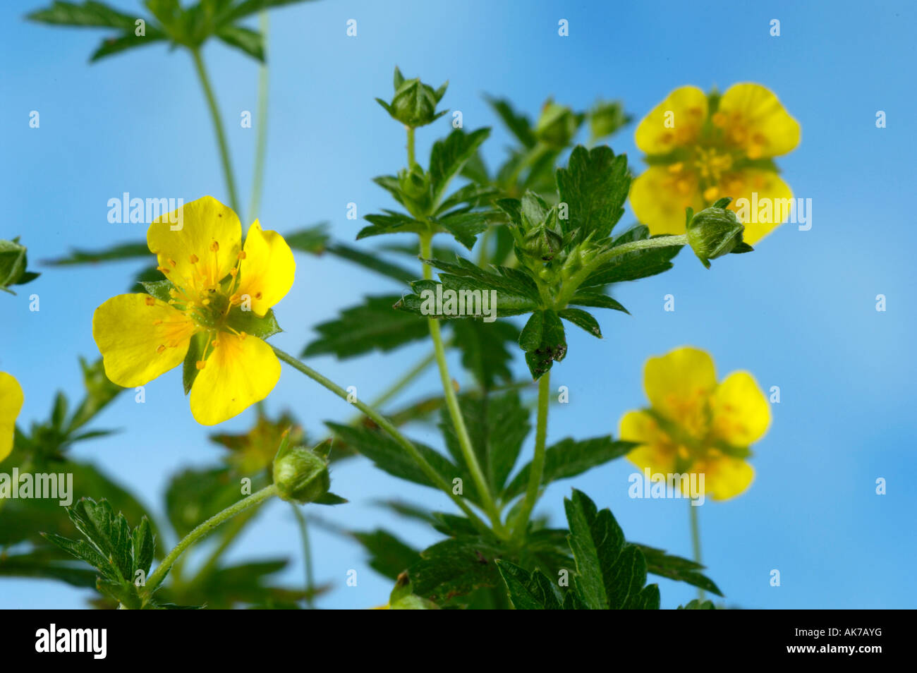 Yellow tormentil potentilla erecta hi-res stock photography and images ...