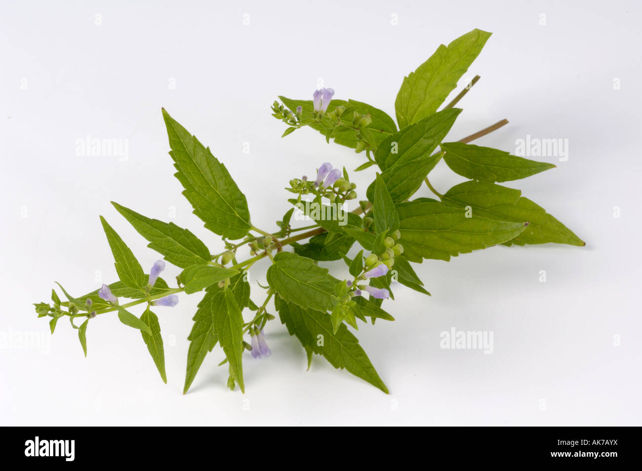 Scullcap hi-res stock photography and images - Alamy