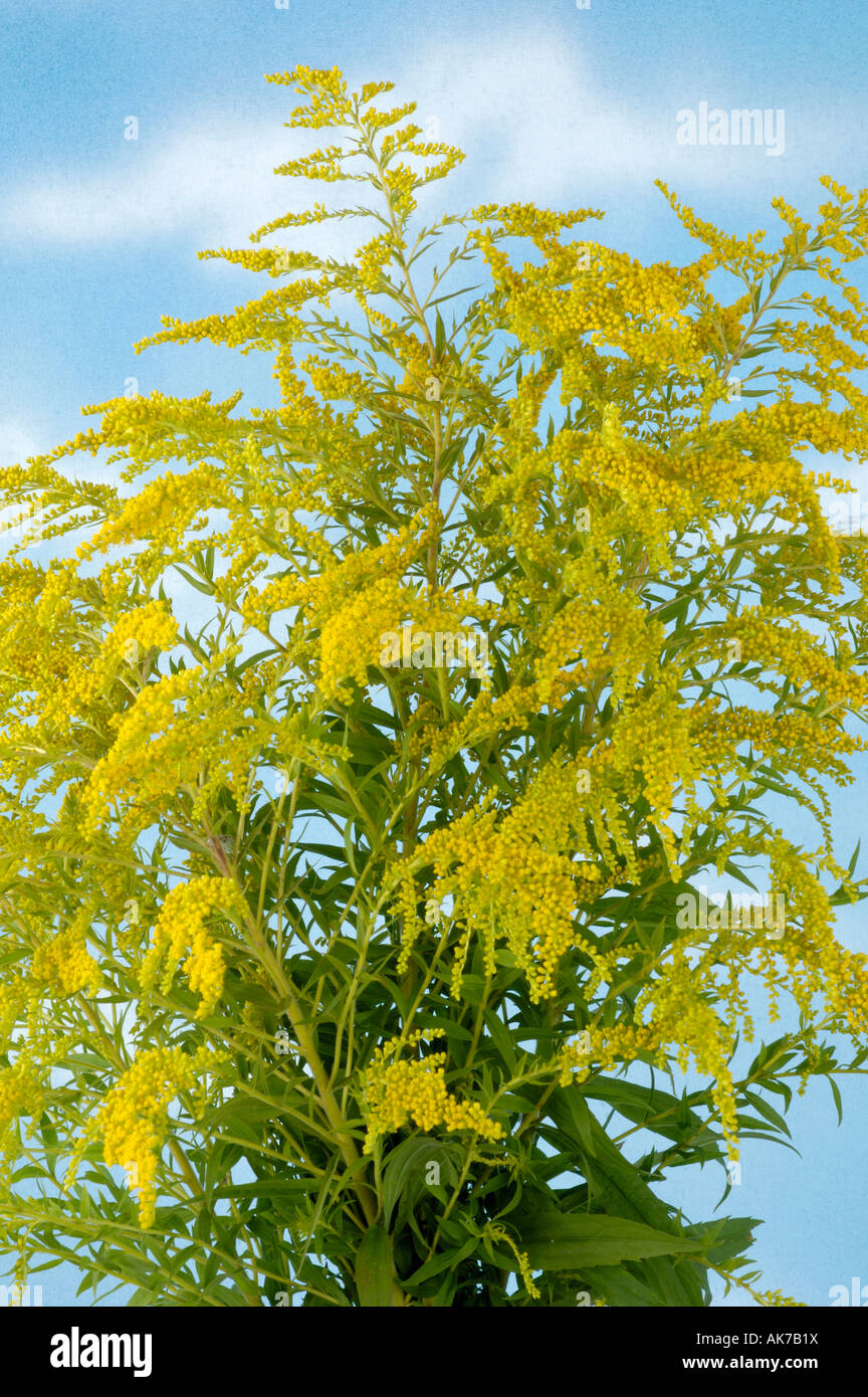 Canadian golden rod hi-res stock photography and images - Alamy