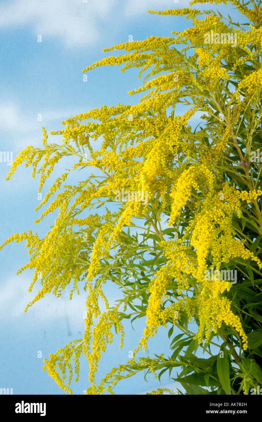 Canadian golden rod hi-res stock photography and images - Alamy