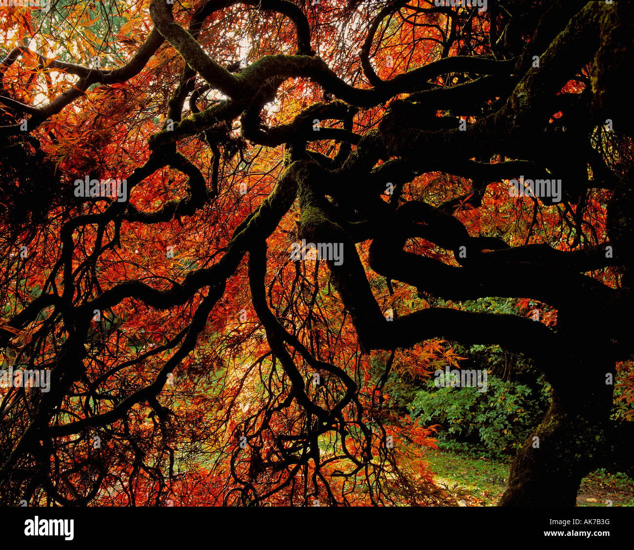 Maple tree, Ireland Stock Photo - Alamy