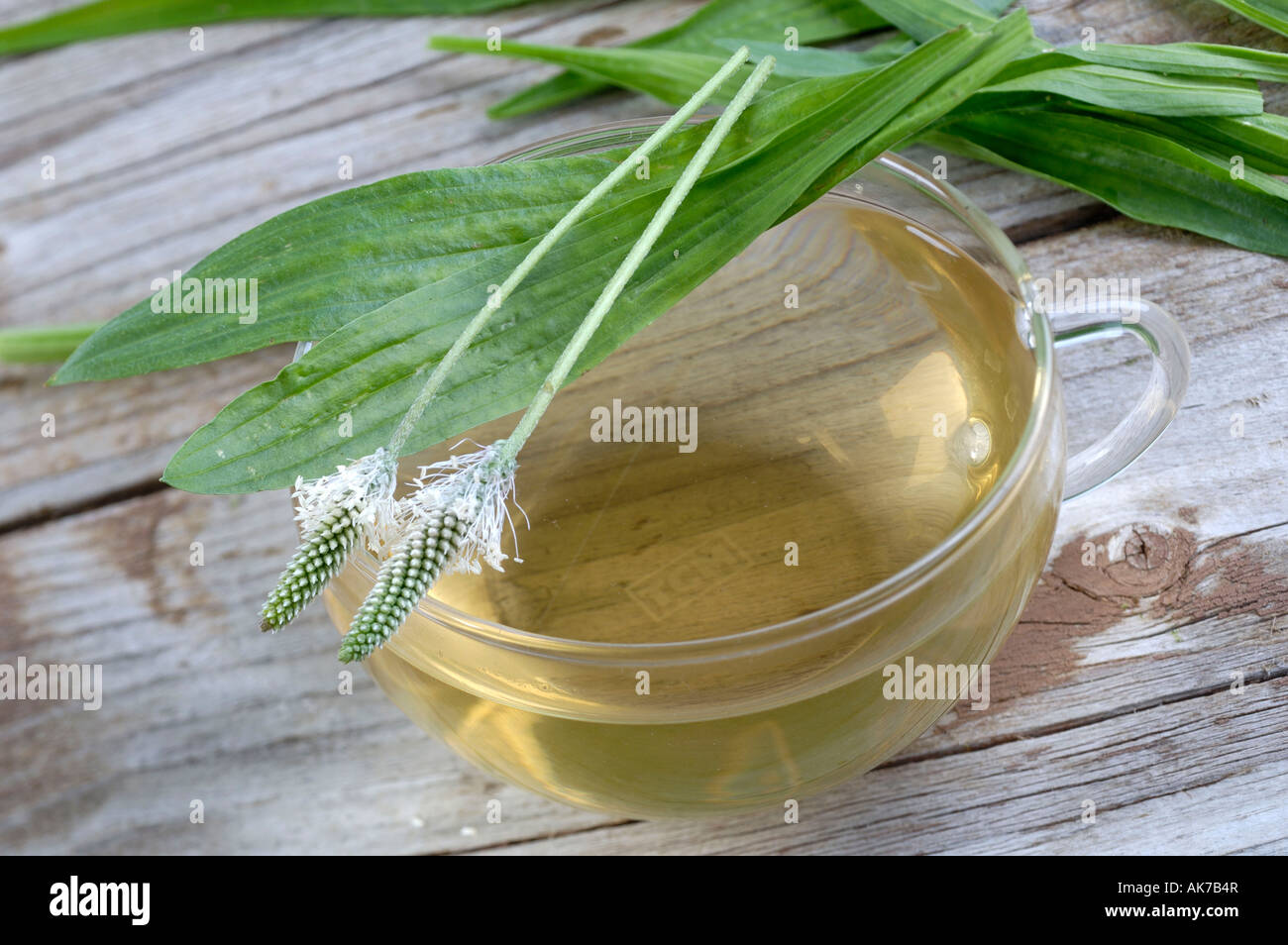 Plantain tea hi-res stock photography and images - Alamy