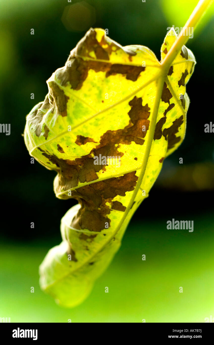 Maple leaf art hi-res stock photography and images - Alamy