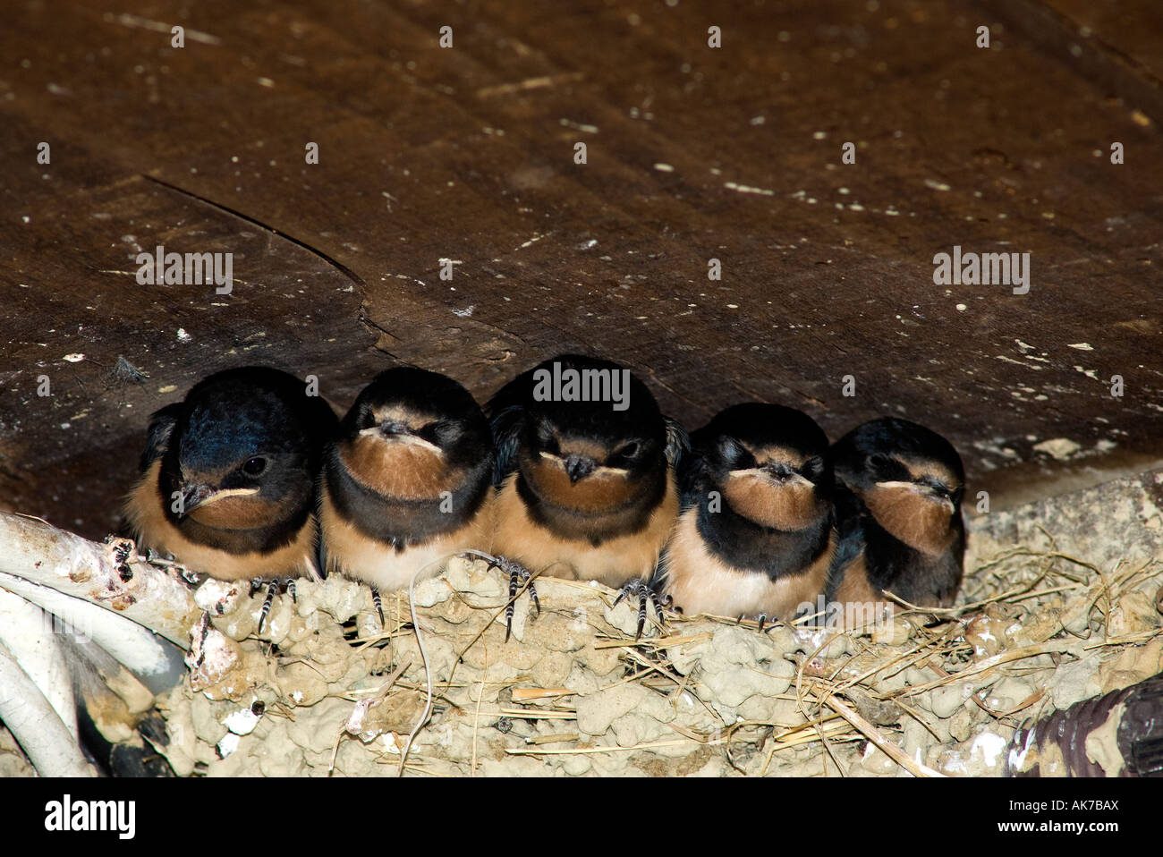 Five baby swallow hi-res stock photography and images - Alamy