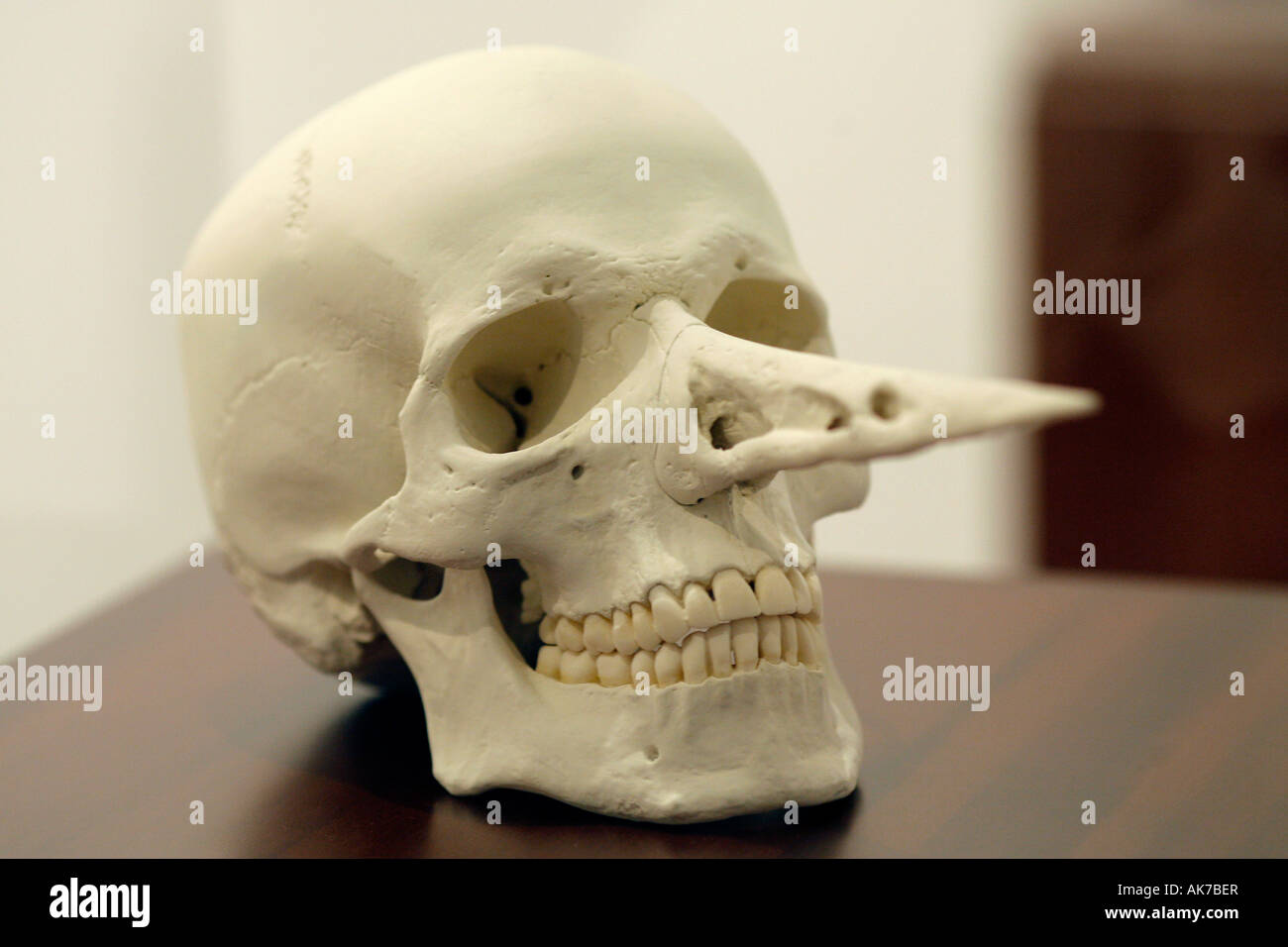 Skull nose hi-res stock photography and images - Alamy