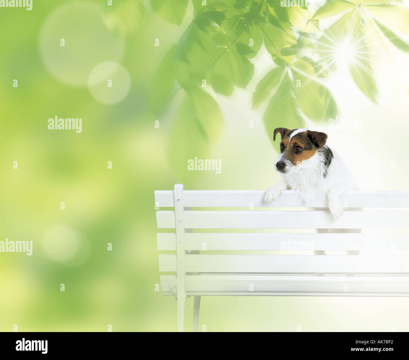 Dog on bench Stock Photo - Alamy