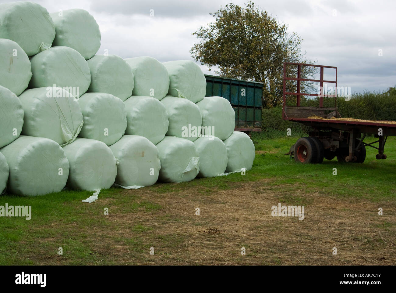 Hay bales wrapped in white durable plastic Stock Photo - Alamy