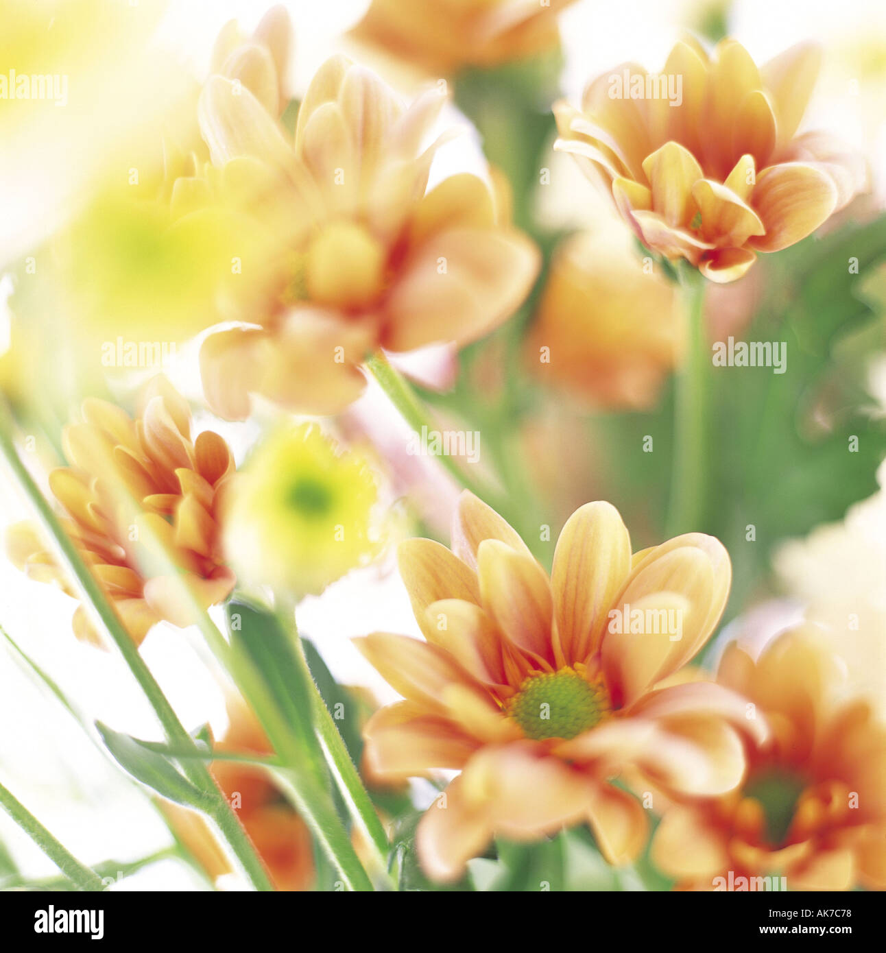 Spray mums hi-res stock photography and images - Alamy