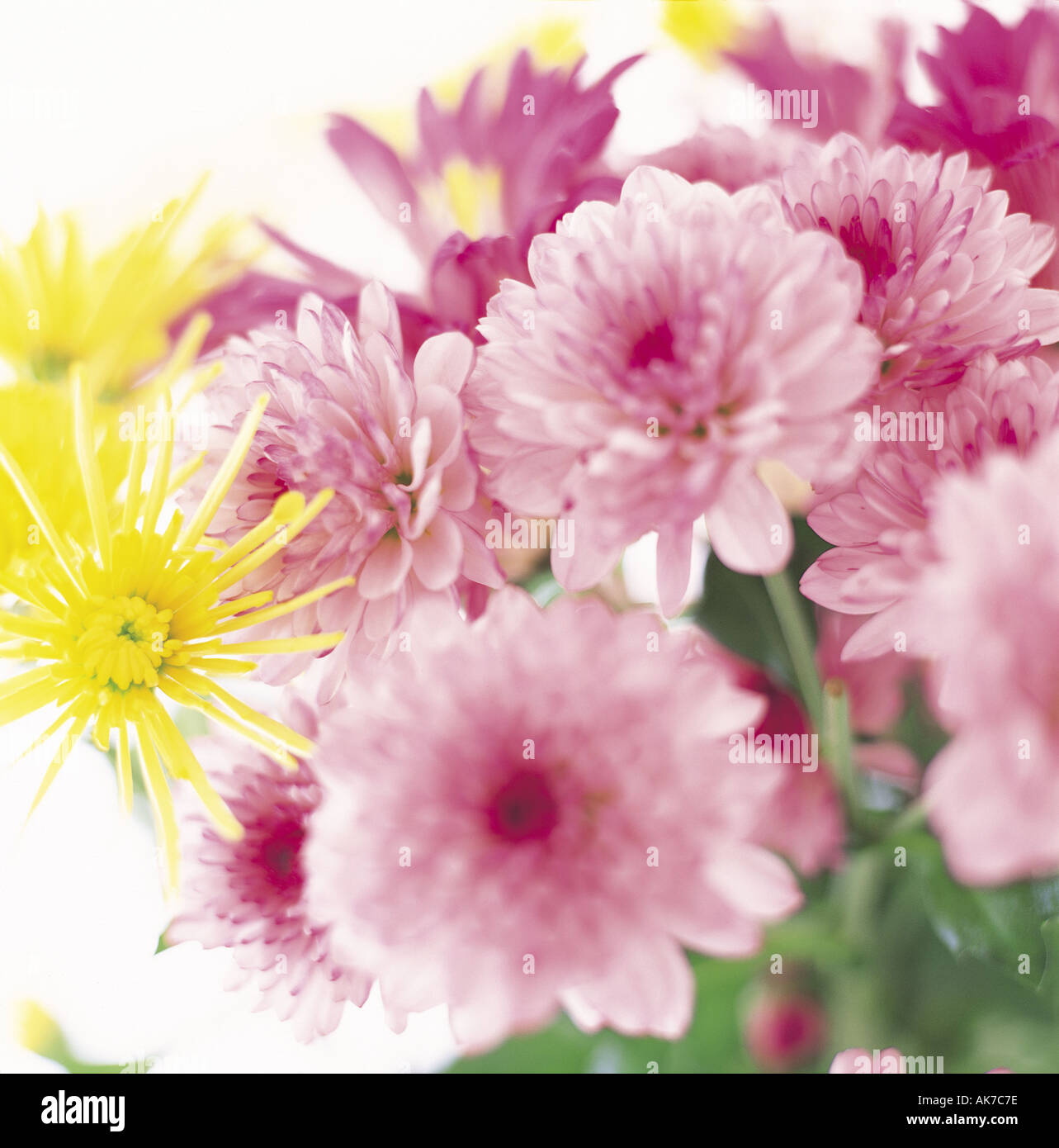 Spray mums hi-res stock photography and images - Alamy