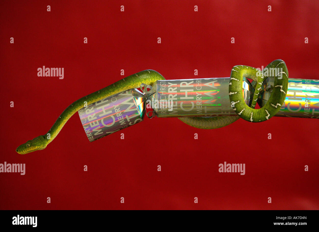 Emerald Tree Boa, Christmas cracker, snake serpent Stock Photo - Alamy