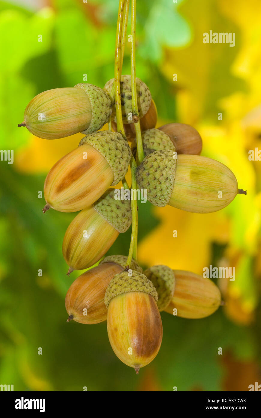Acorns close up Quercus robur Stock Photo - Alamy