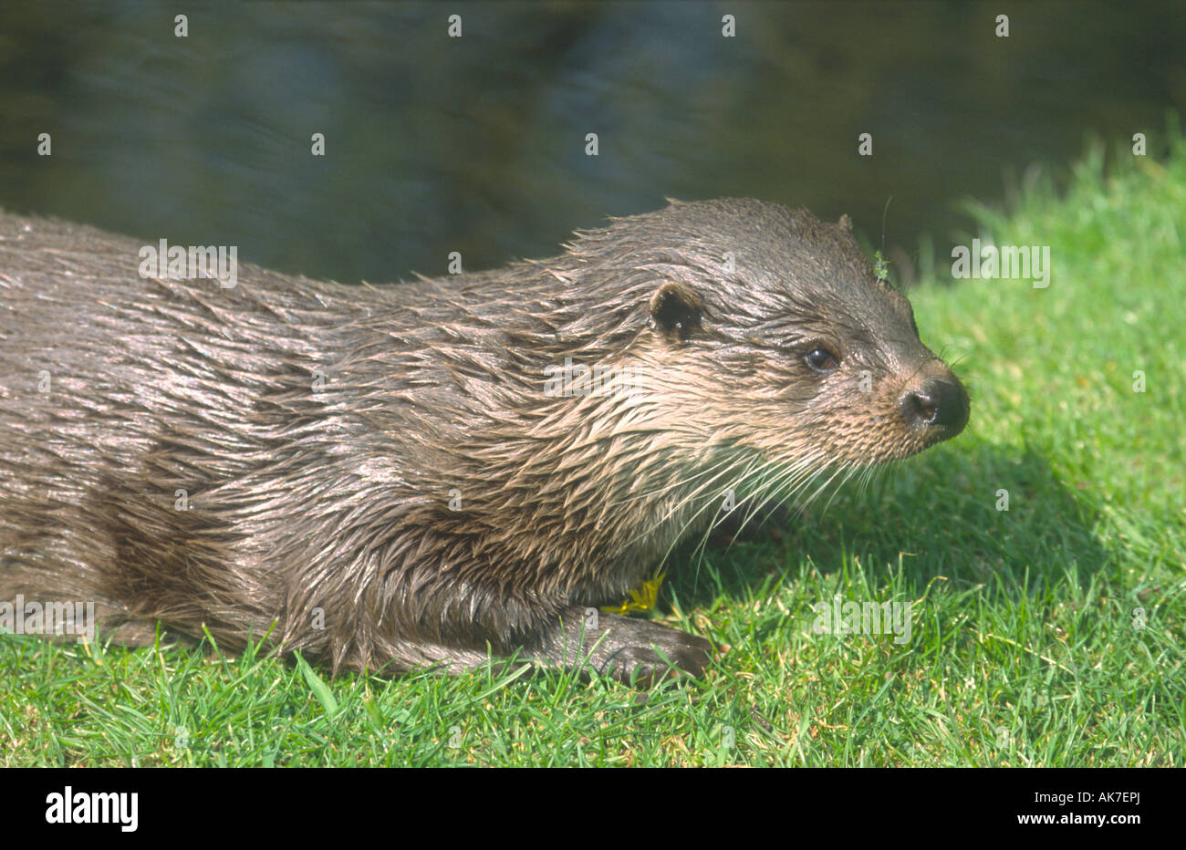 Watching otter river bank hi-res stock photography and images - Alamy