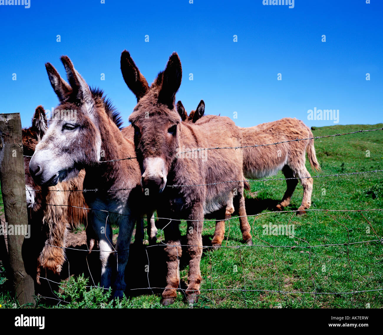 Donkeys in Co. Donegal, Ireland Stock Photo - Alamy
