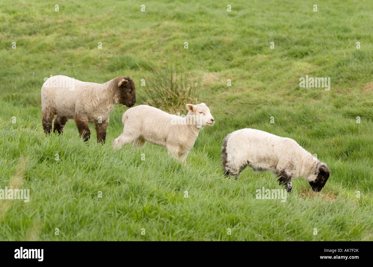 Three Lambs Grazing on Hillside Stock Photo - Alamy