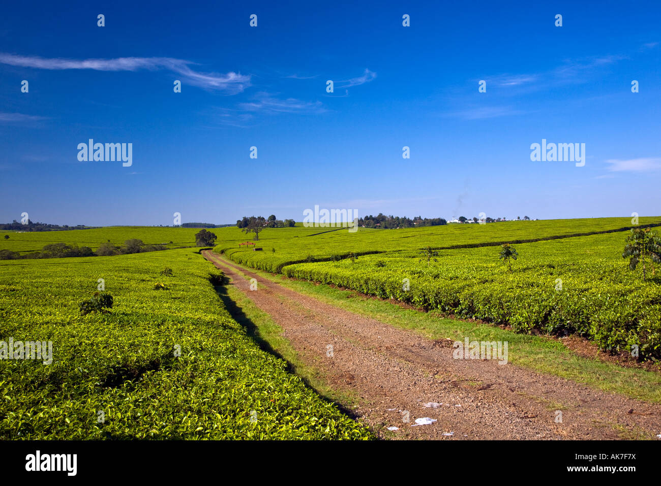 Kenya tea fields hi-res stock photography and images - Alamy