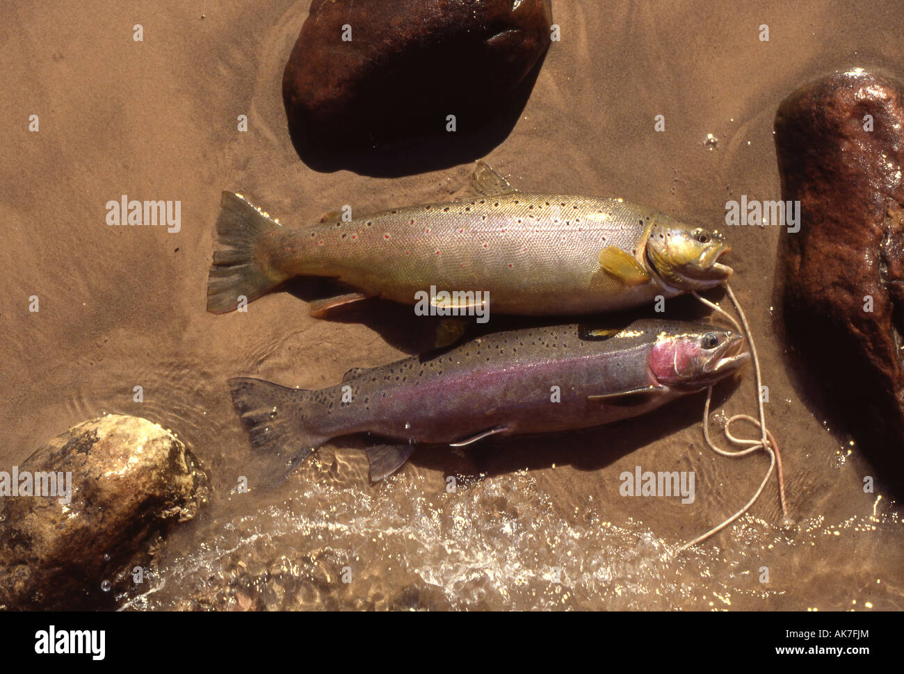 Photo of Two freshly Caught Trout Laying on the Beach at the Mouth of ...