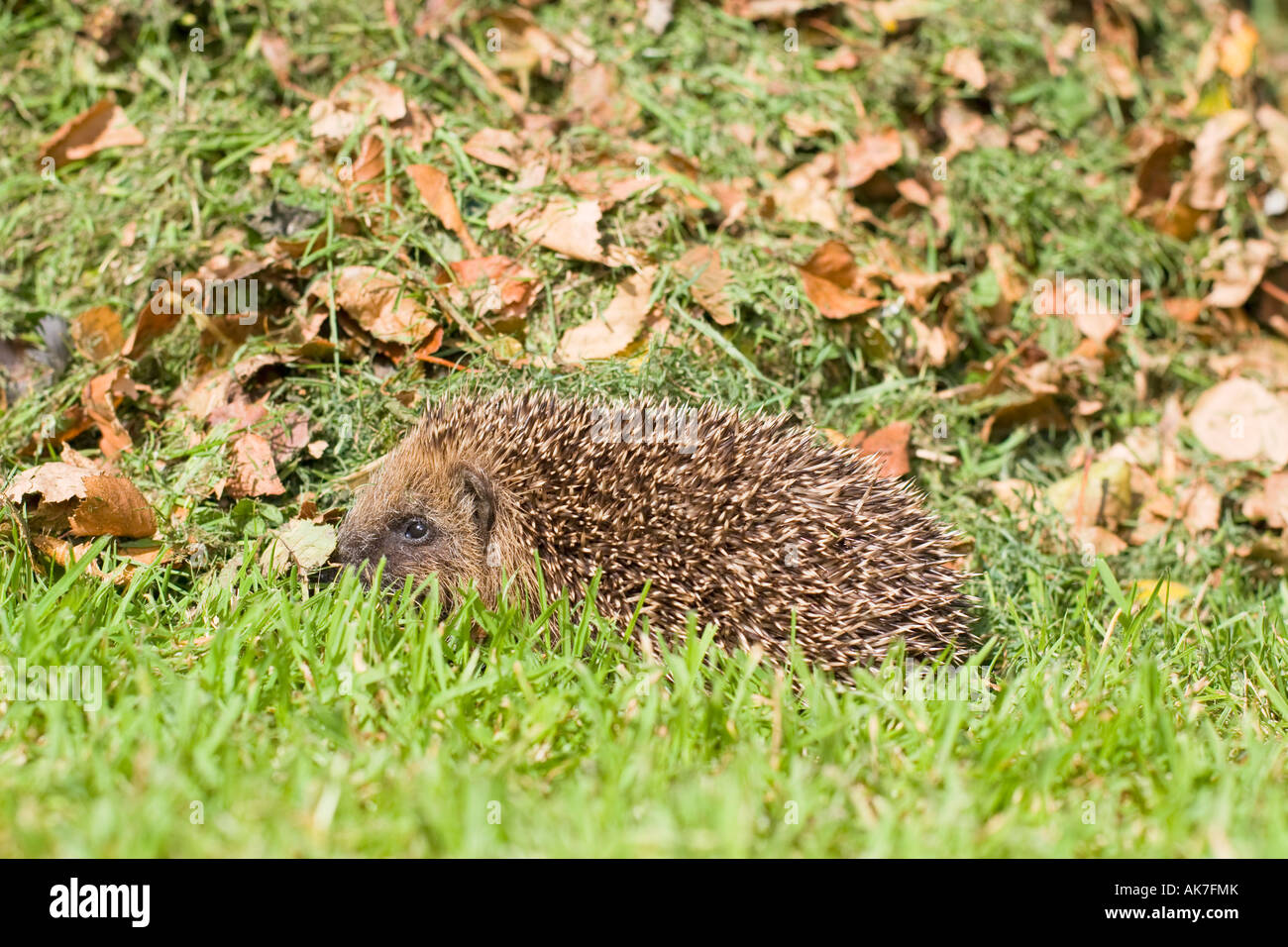 Young Hedgehog on Lawn in Daylight Stock Photo - Alamy