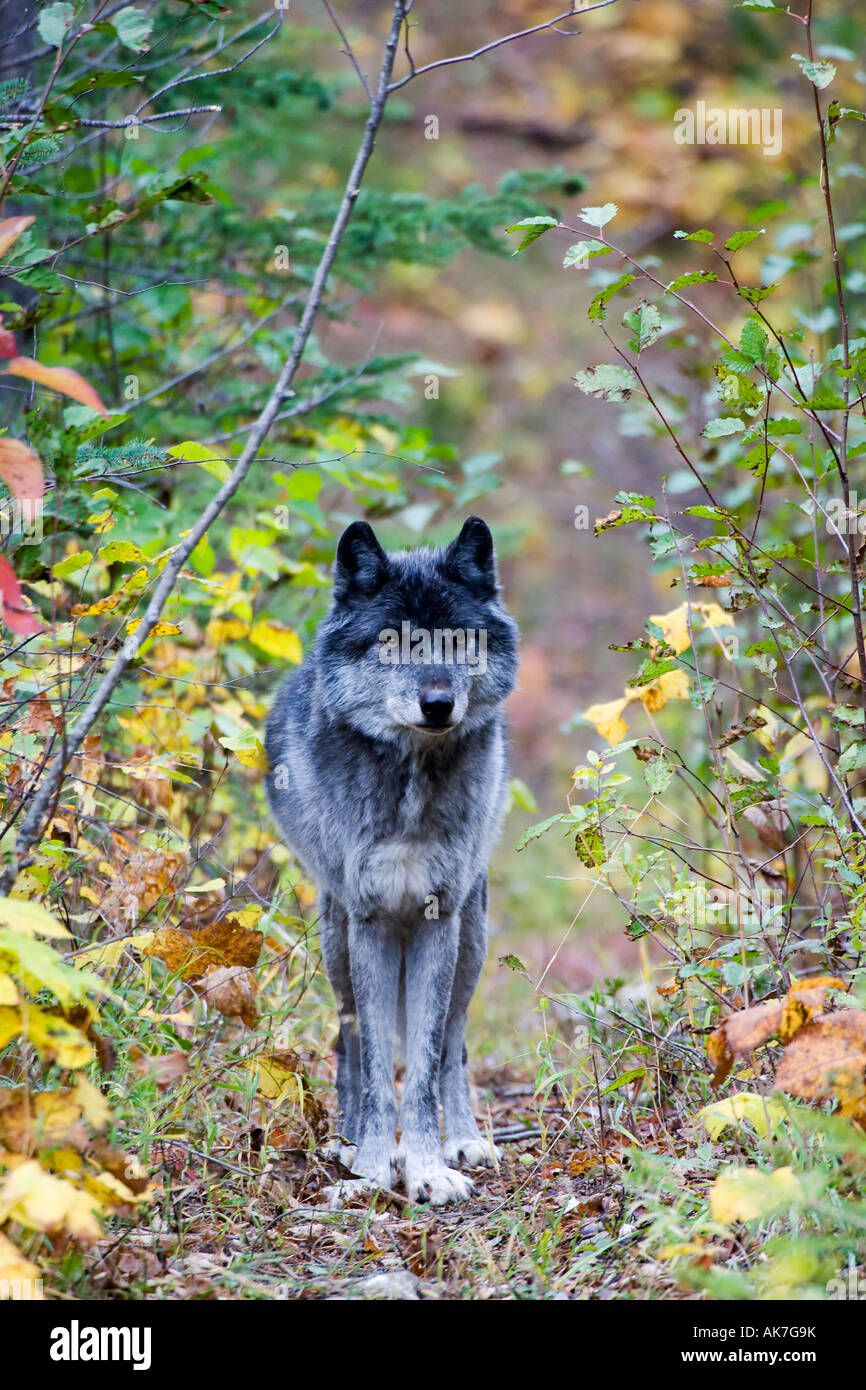 An adult male Gray Wolf Stock Photo - Alamy