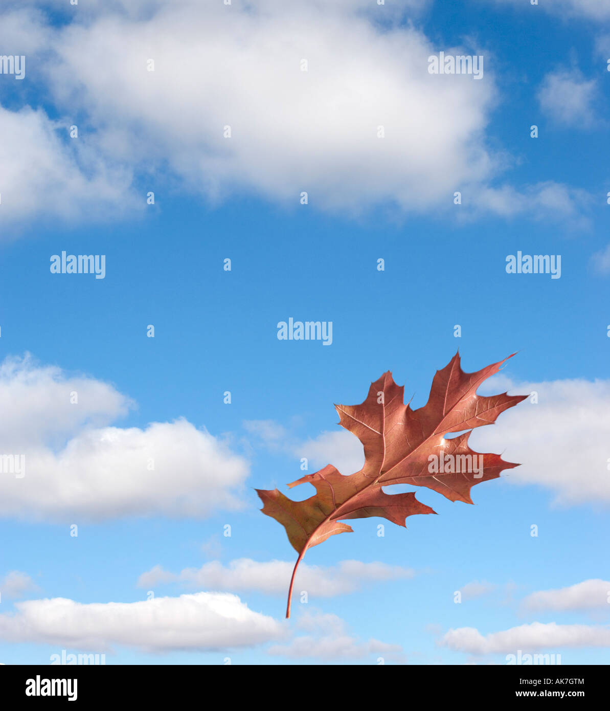 single fall leaf sky background Stock Photo - Alamy