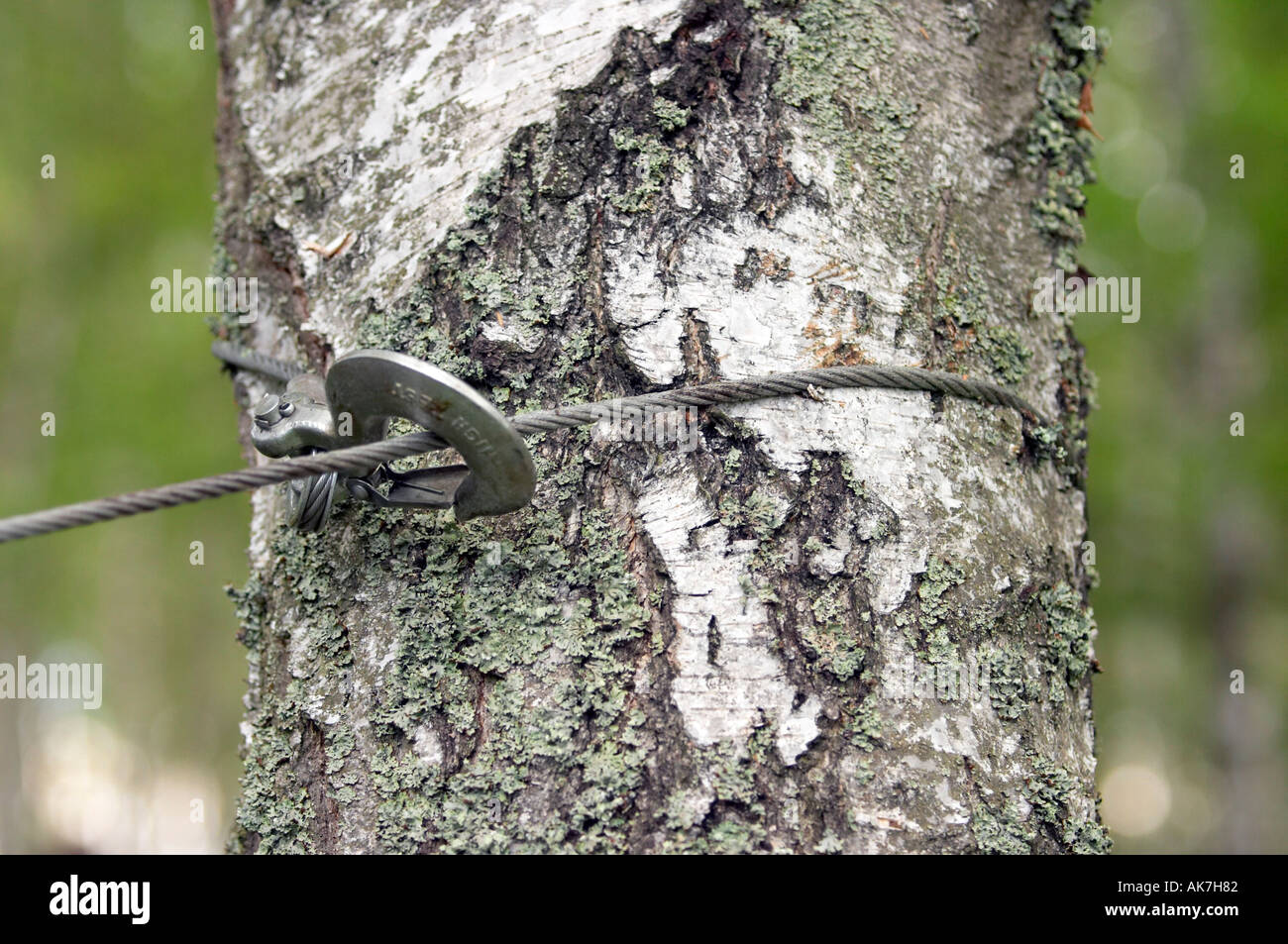Wire cable around tree hi-res stock photography and images - Alamy