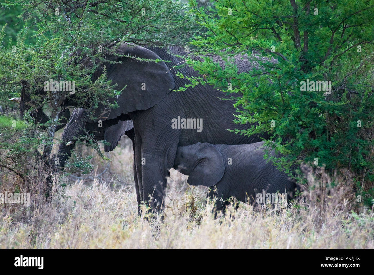 African Elephant calf Latin- Loxodonta africanus feeding from it's ...