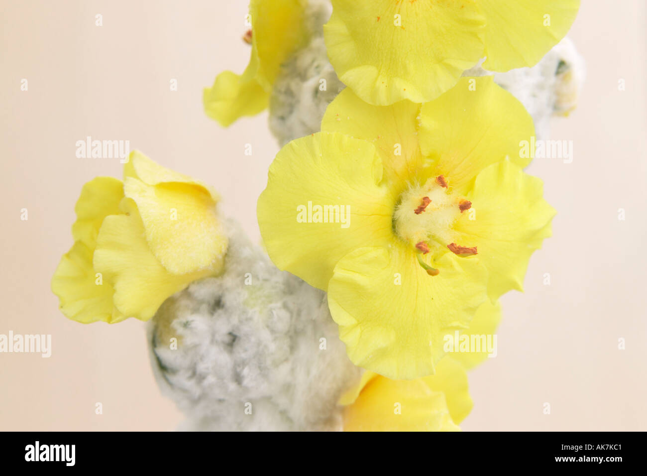 bloom of a mullein Verbascum thapsus Stock Photo - Alamy