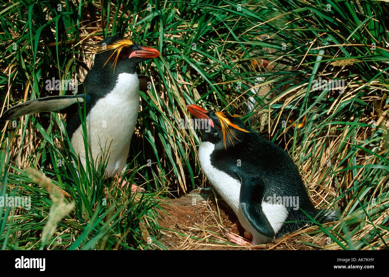 Two macaroni penguins hi-res stock photography and images - Alamy