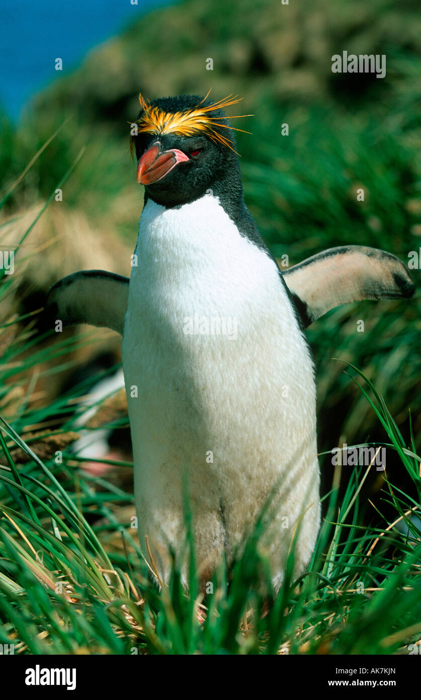 Adult macaroni penguin hi-res stock photography and images - Alamy